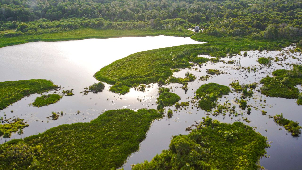Photobook: Have you seen this side of the Sumatra forest? - Frontier ...